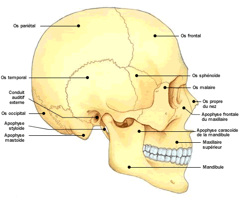 Anatomie Atlas Du Corps Humain Cr ne Doctissimo Anatomie Atlas Du Corps Humain Cr ne Doctissimo