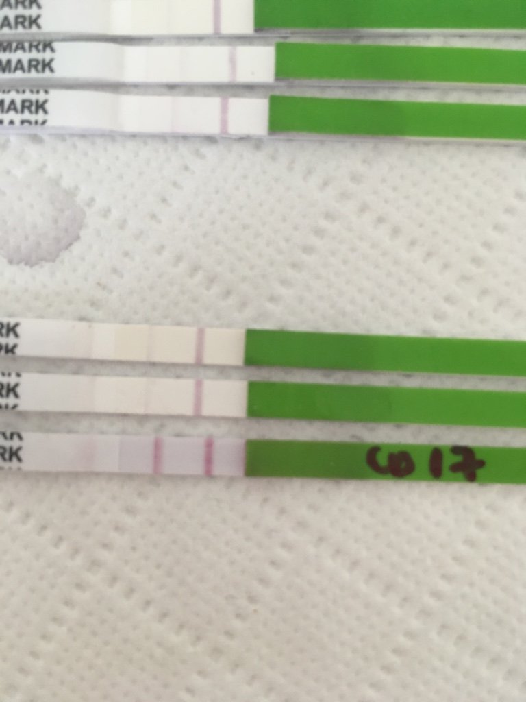 Ovulation progression line